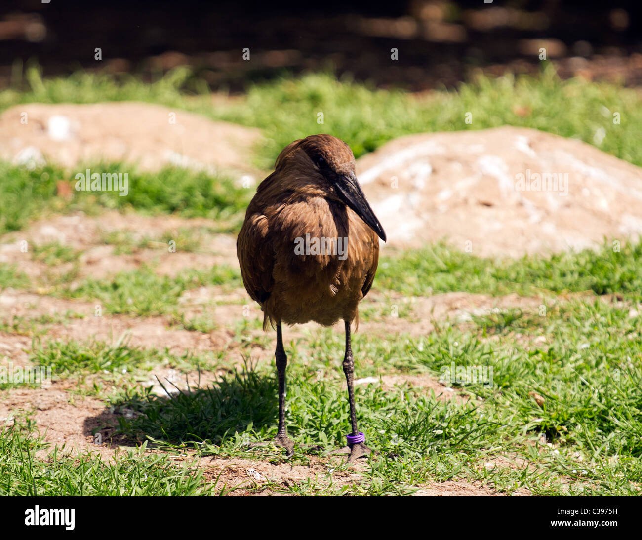 Bird at the Lakes Edge Stock Photo - Alamy