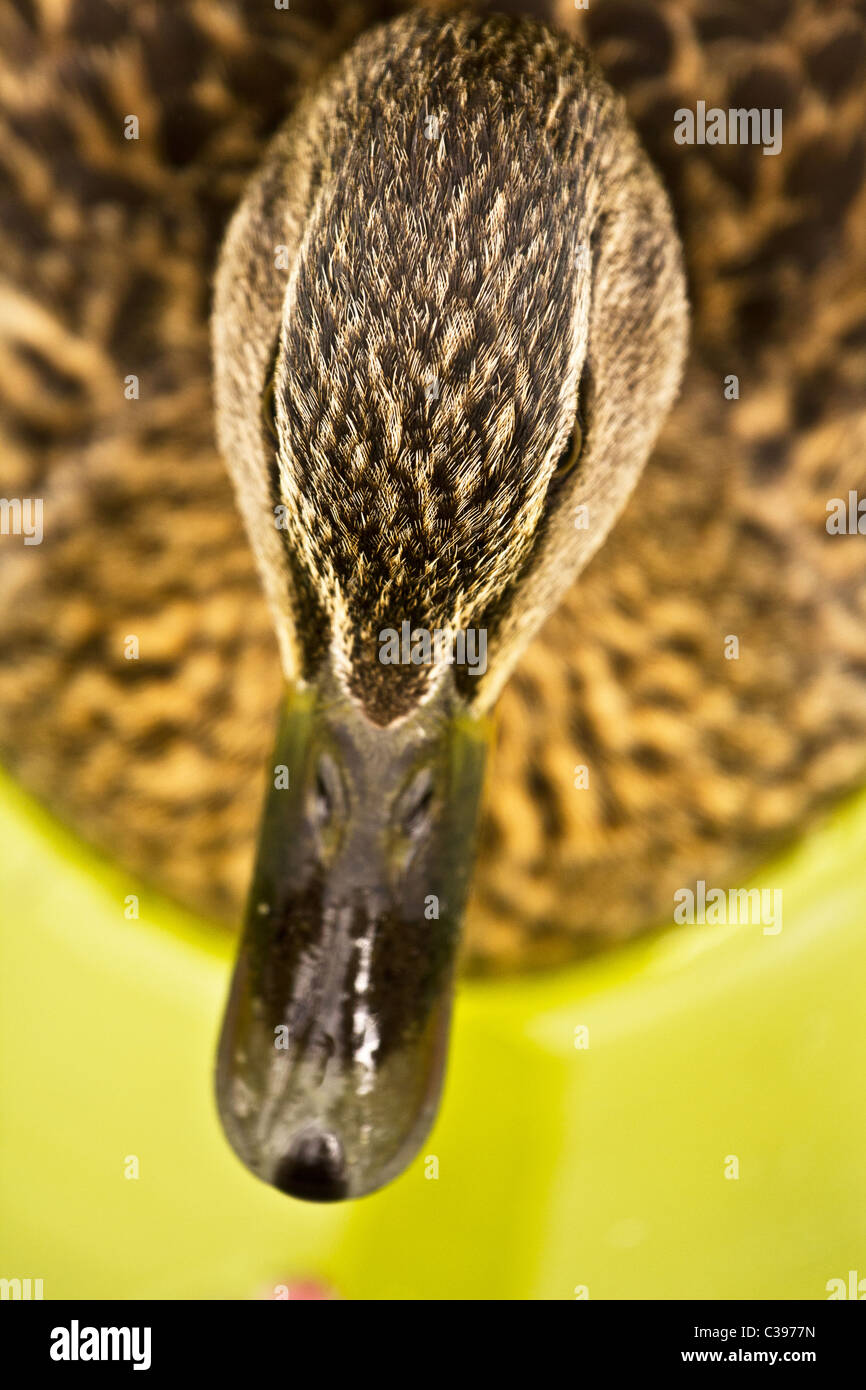 Ducks and Ducklings in a Lake in Summer Stock Photo - Alamy