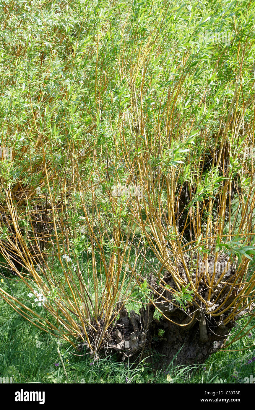 Young whips of willow on a pollarded stump, England Stock Photo - Alamy