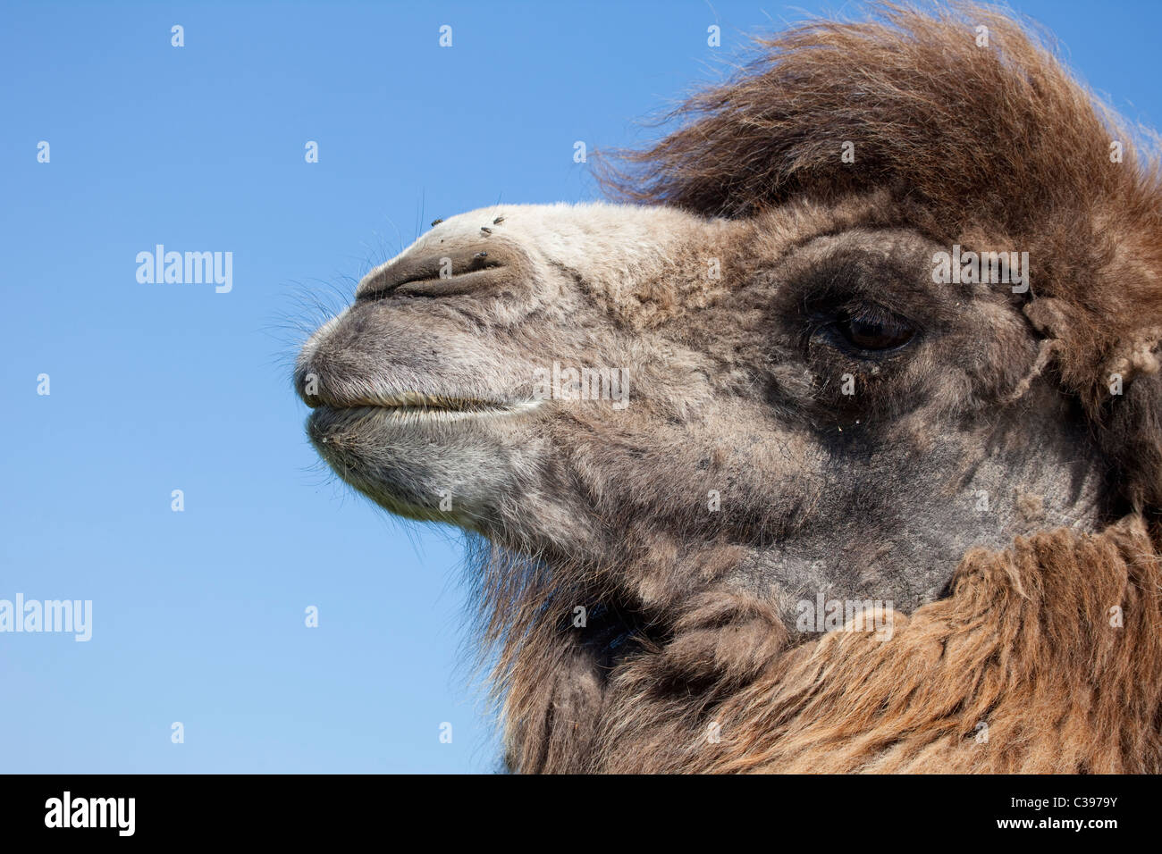 Closeup of the head of a Bactrian camel Stock Photo - Alamy