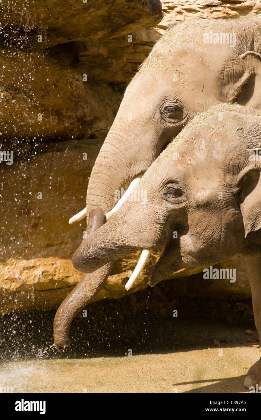 African elephant trunk feeding wildlife hi-res stock photography and ...