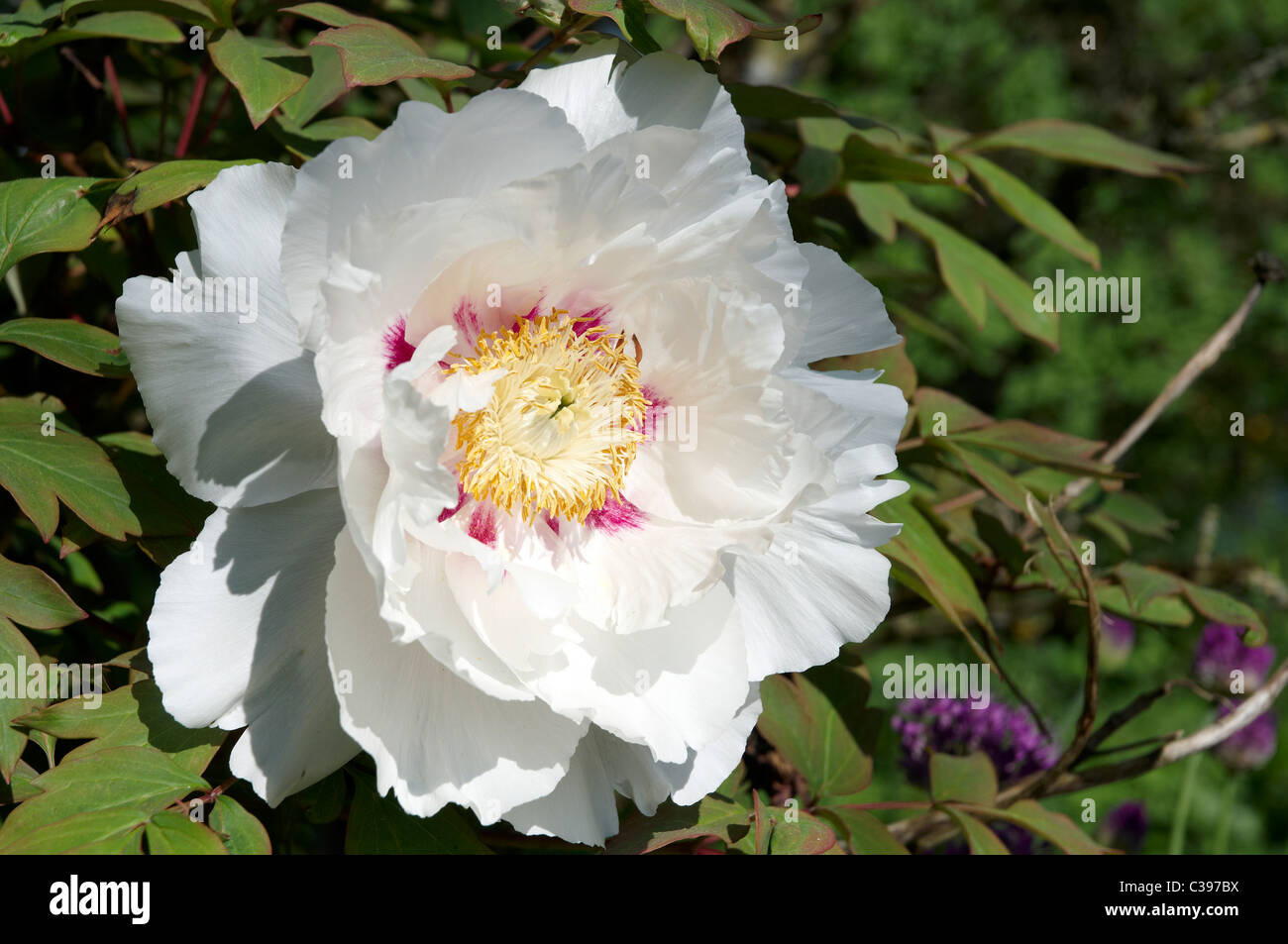 Early flowering peony believed to be Peony Athena, a herbaceous hybrid ...