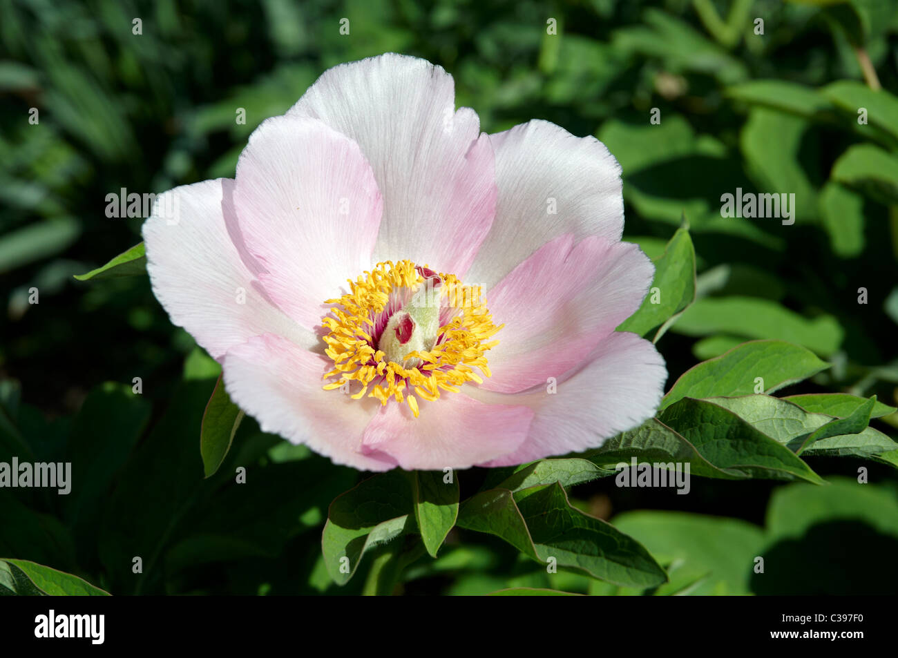 Early flowering peony believed to be be peony Dawn Glow Stock Photo - Alamy