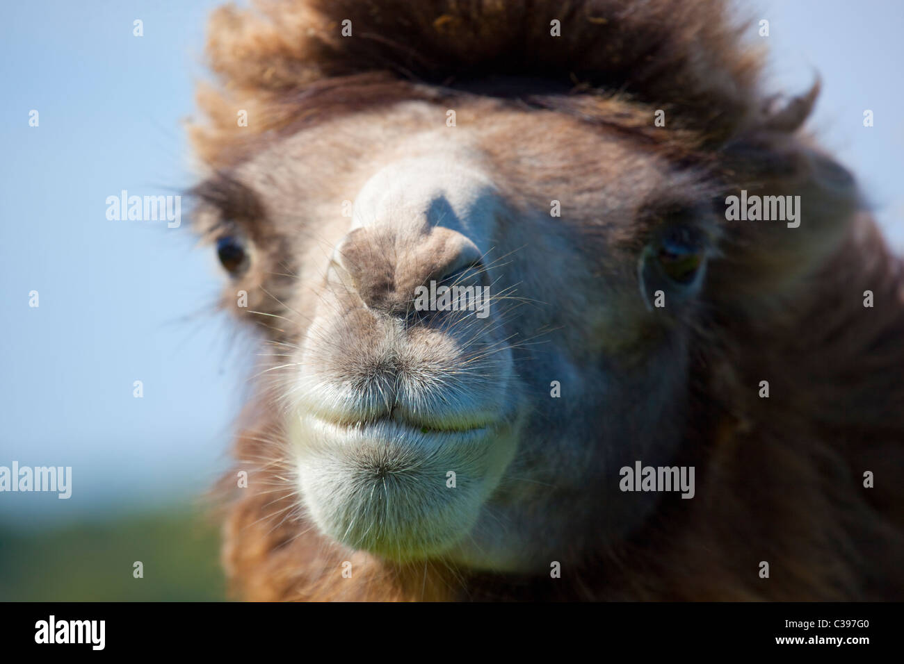 Closeup of the head of a Bactrian camel Stock Photo - Alamy