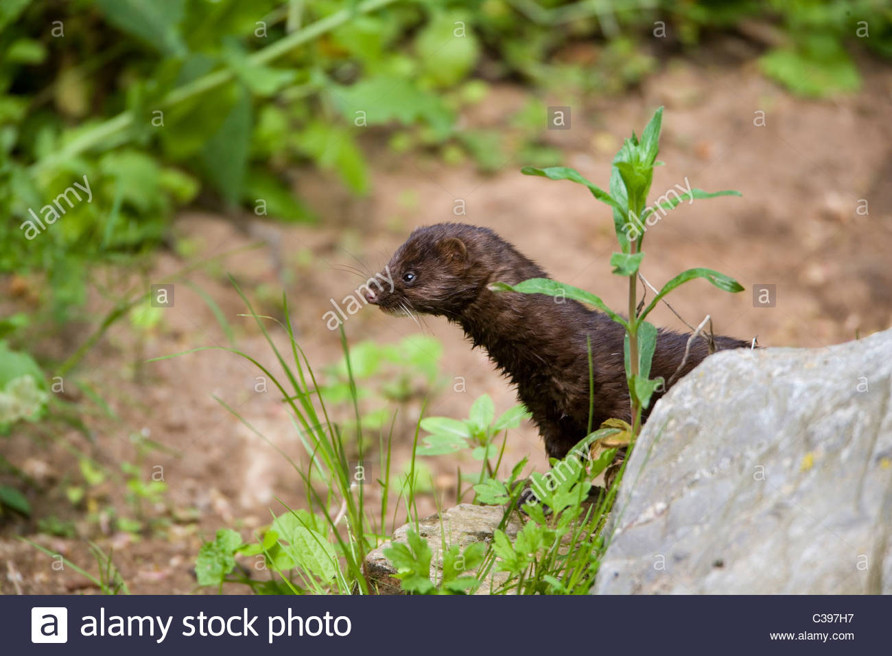 Mink British High Resolution Stock Photography and Images - Alamy