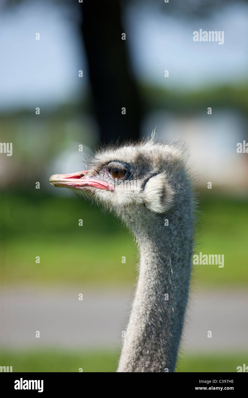 Closeup of an Ostriches head showing its eyes and beak Stock Photo - Alamy