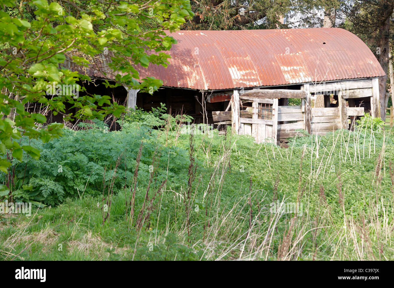 Abandoned and overgrown barn in rural England Stock Photo - Alamy