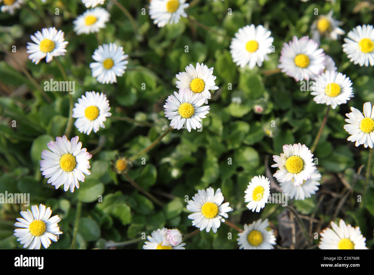 Springtime - lawn full of daisies Stock Photo - Alamy
