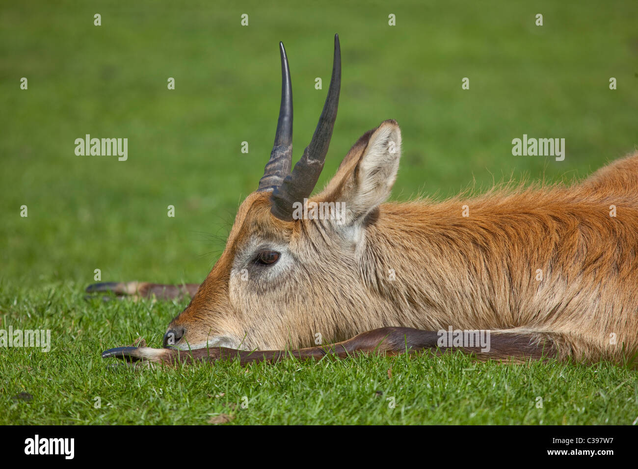Lechwe antelope hi-res stock photography and images - Alamy