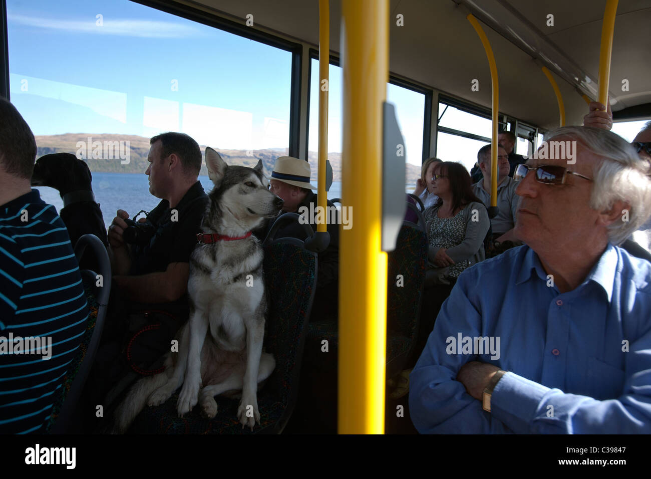 husky dog on a bus in mull in scotland Stock Photo - Alamy
