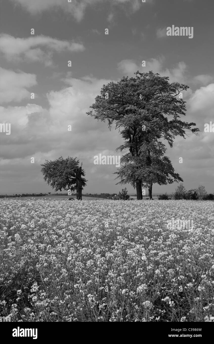 Rapeseed leaves hi-res stock photography and images - Alamy
