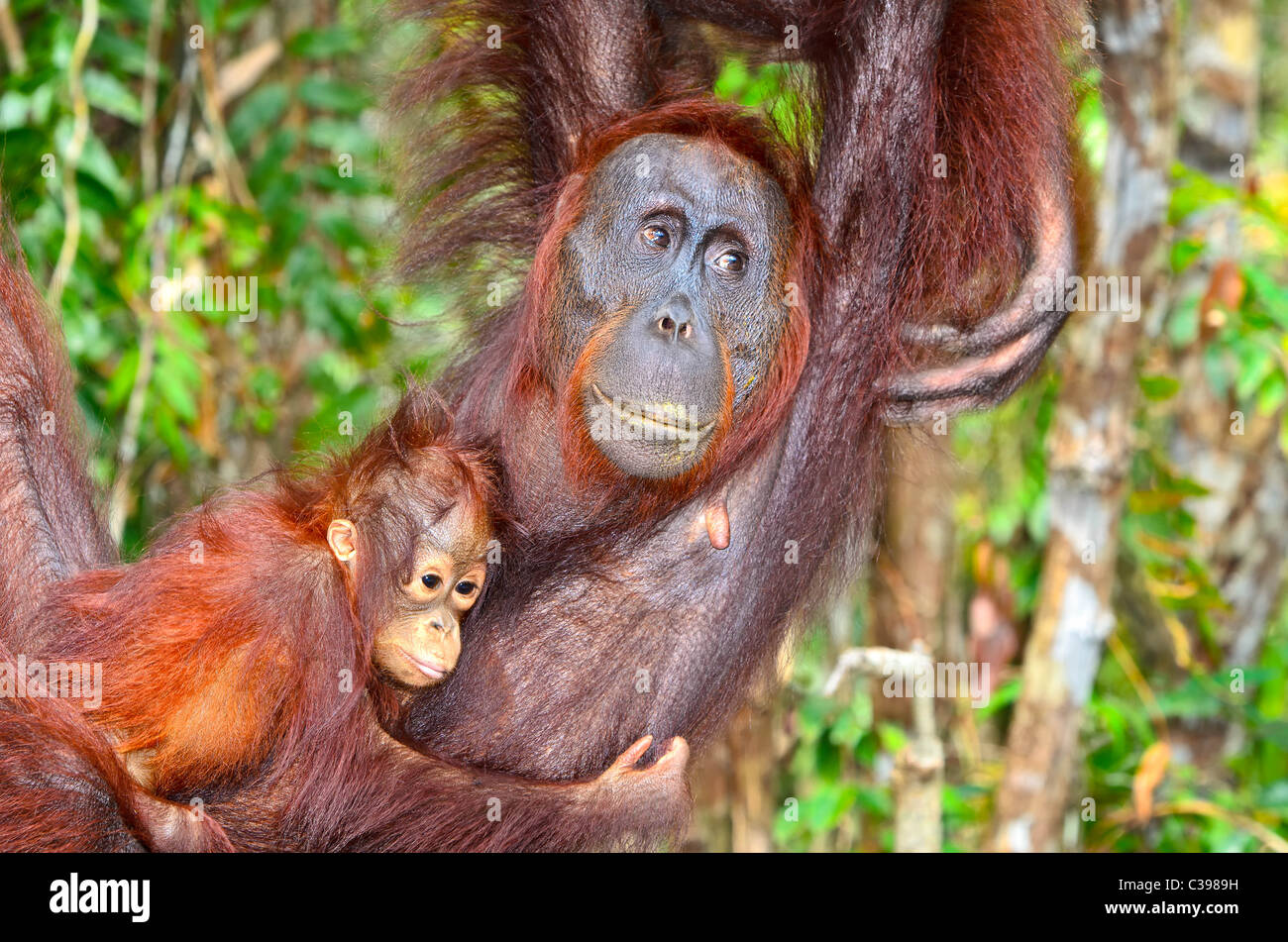 Female orangutan hi-res stock photography and images - Alamy