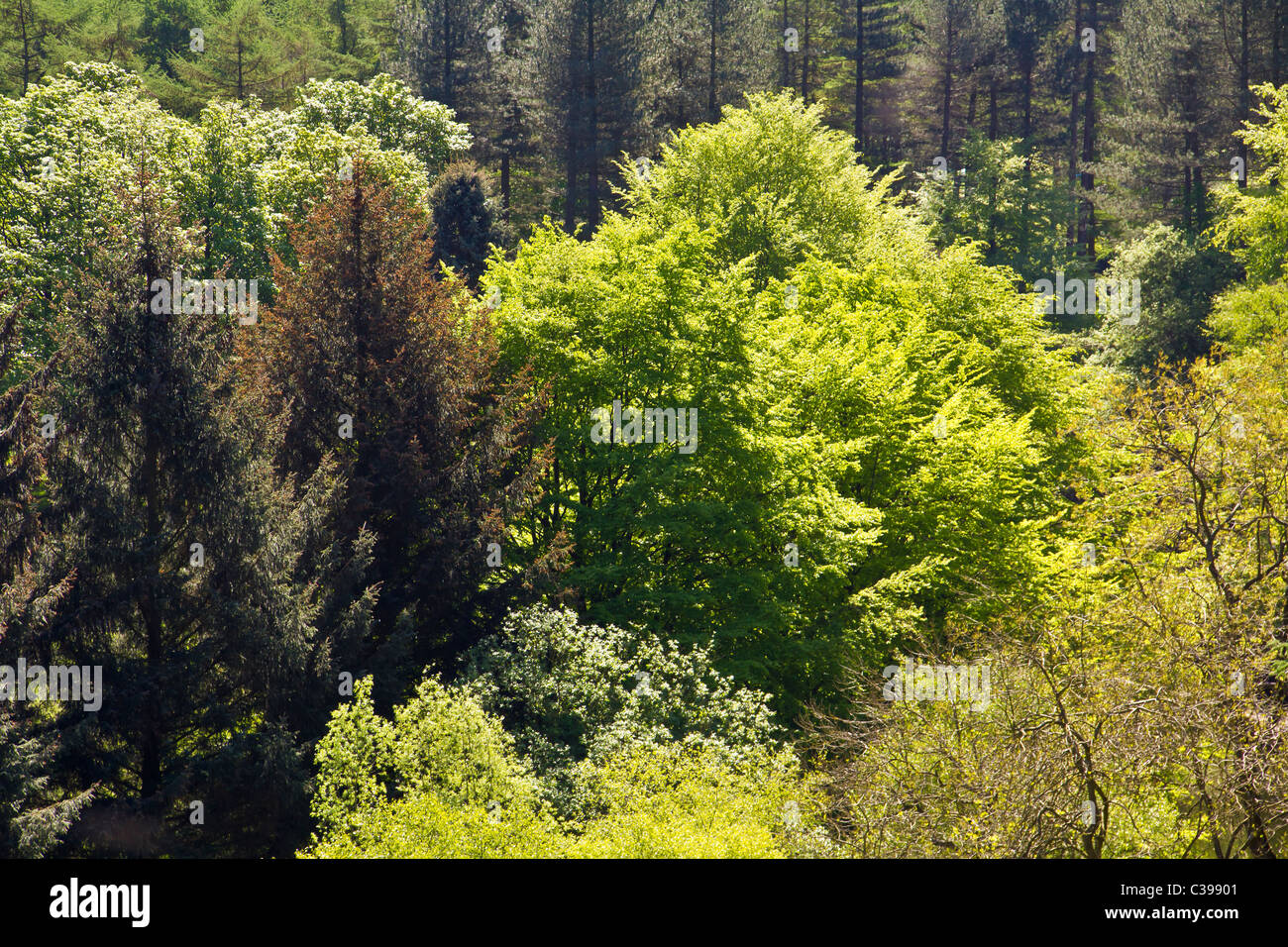 A mixture of trees hi-res stock photography and images - Alamy