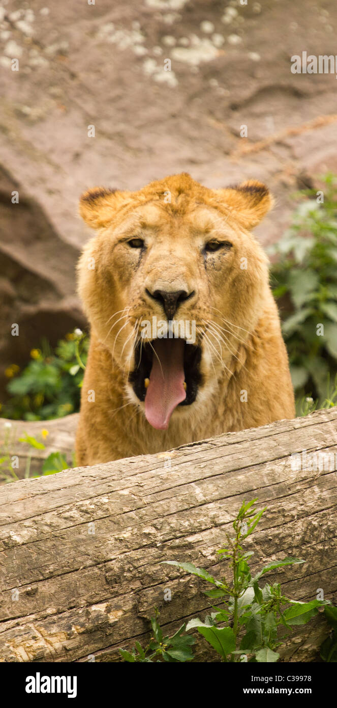 Lion fast cat hi-res stock photography and images - Alamy