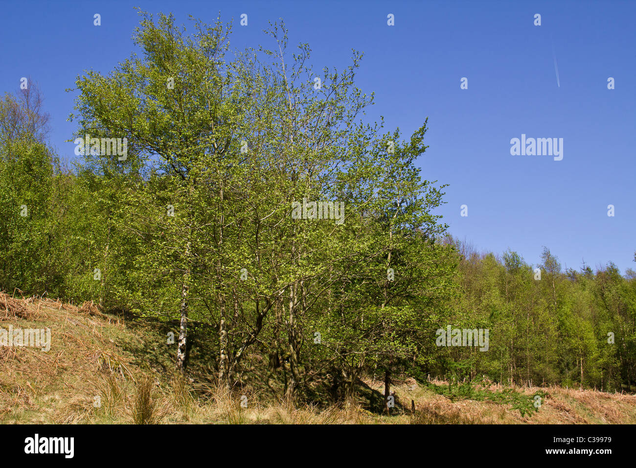 Young birch trees in spring hi-res stock photography and images - Alamy