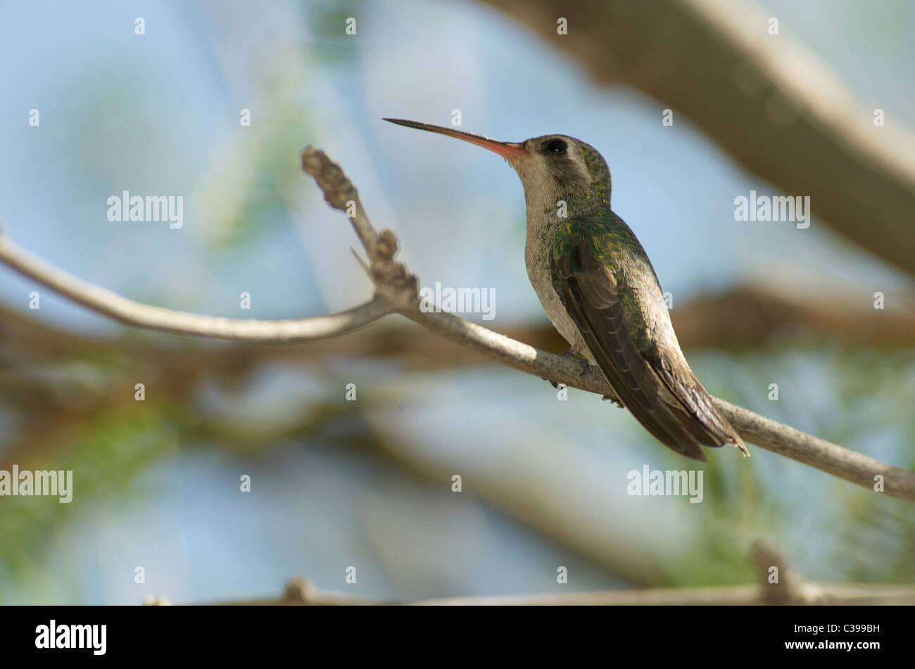 Humming bird tree hi-res stock photography and images - Alamy