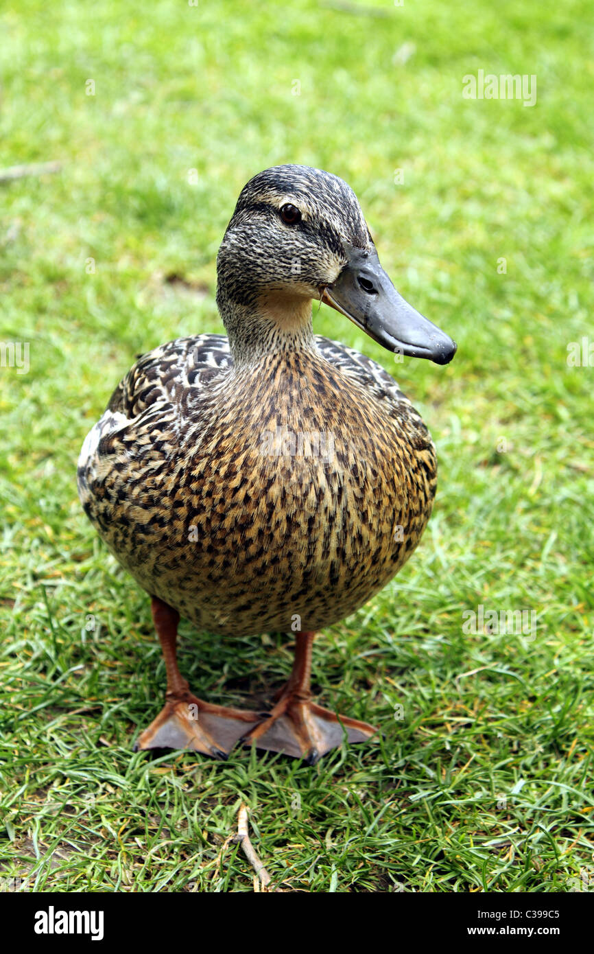 Anatidae hi-res stock photography and images - Alamy