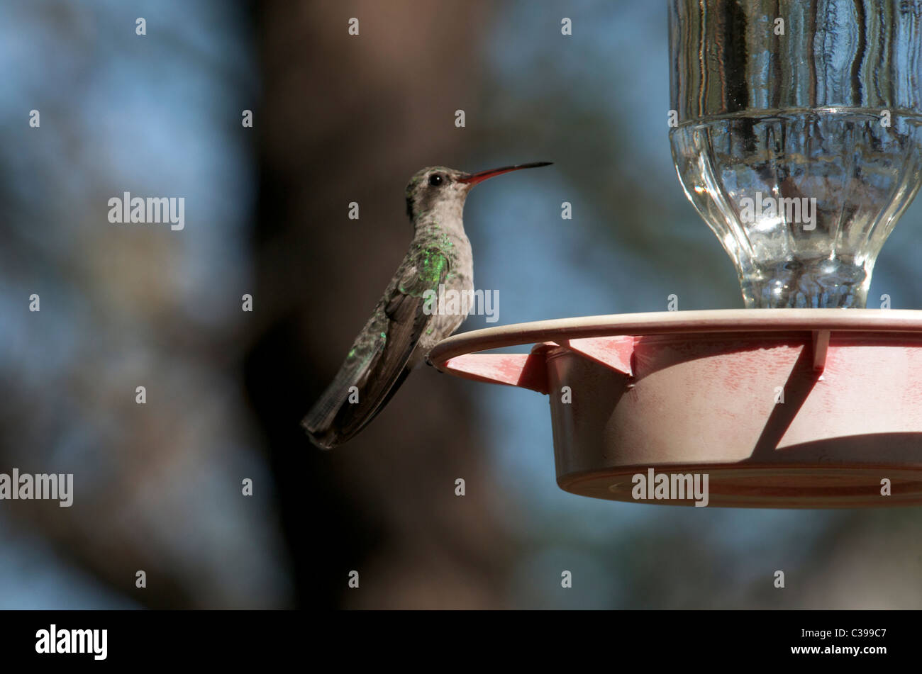 Hummingbird at feeder Stock Photo - Alamy