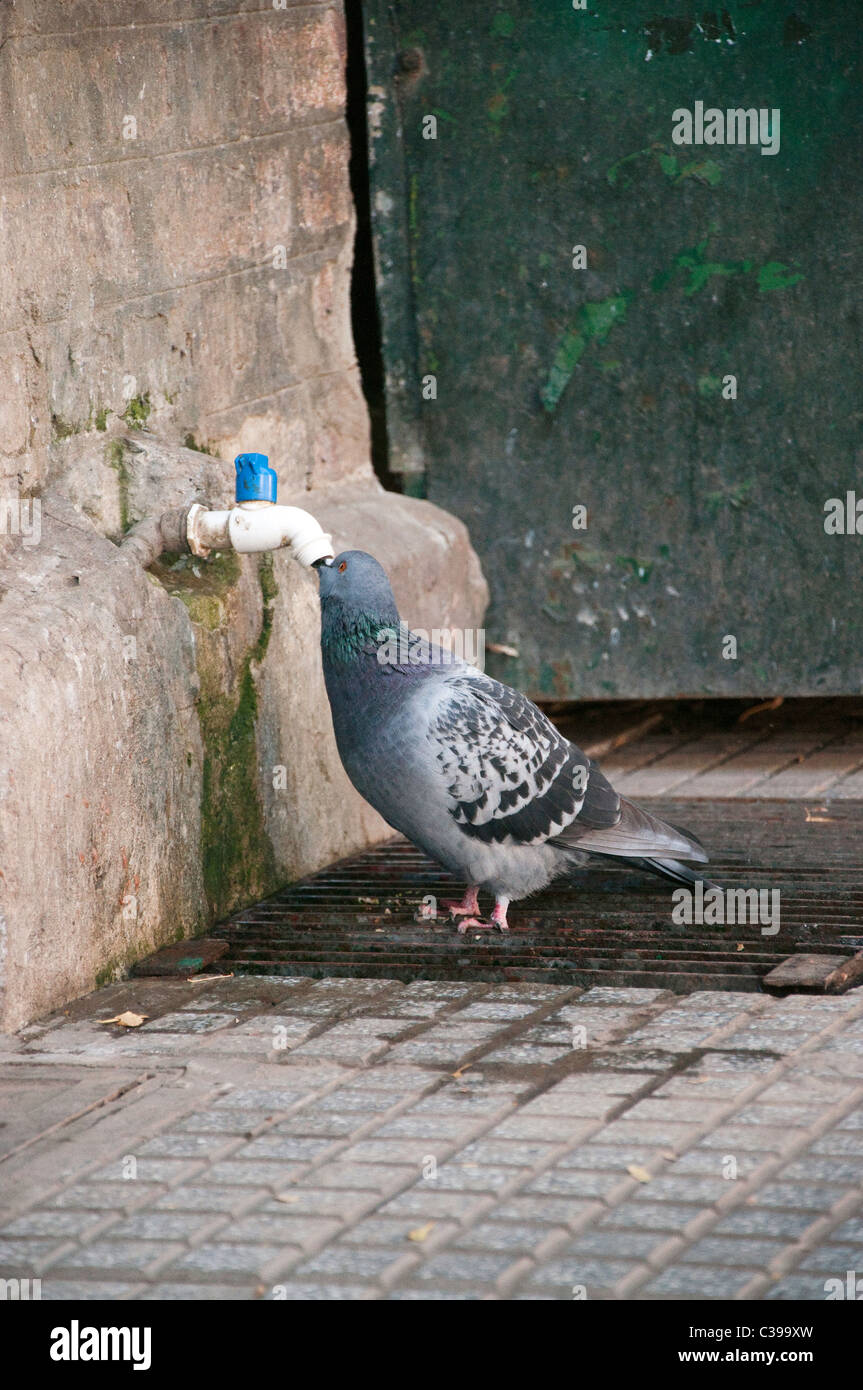 Pigeon and water hi-res stock photography and images - Alamy