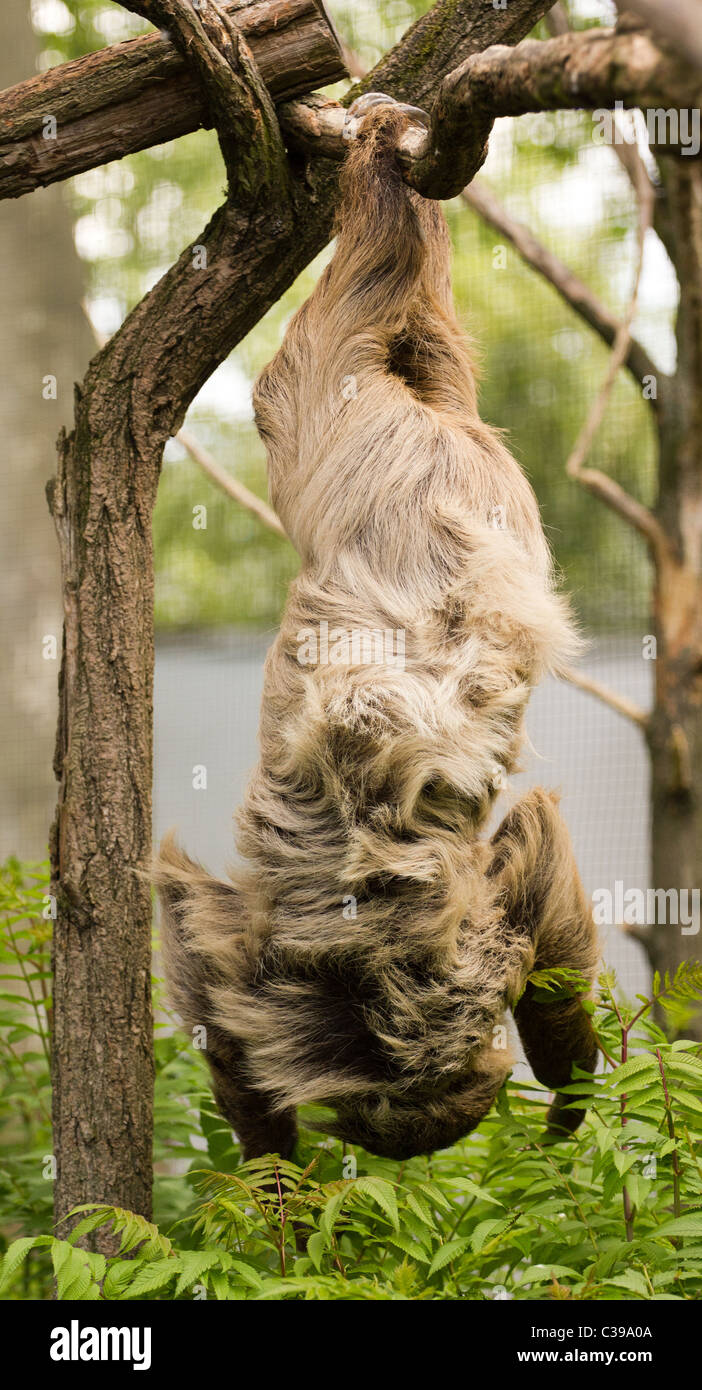 Slow sloth hi-res stock photography and images - Alamy