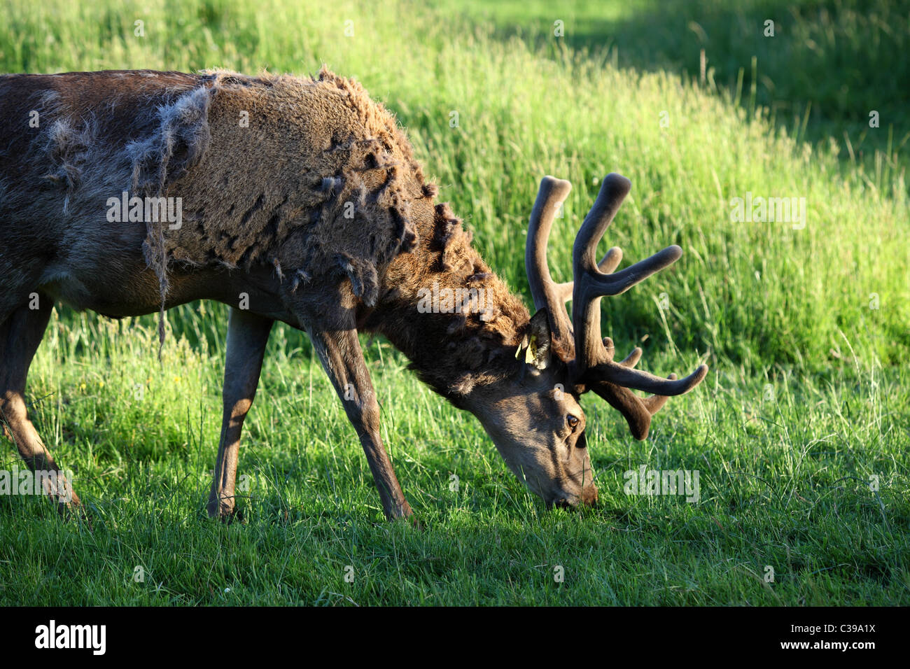Moulting stag in Queens Park Stock Photo - Alamy