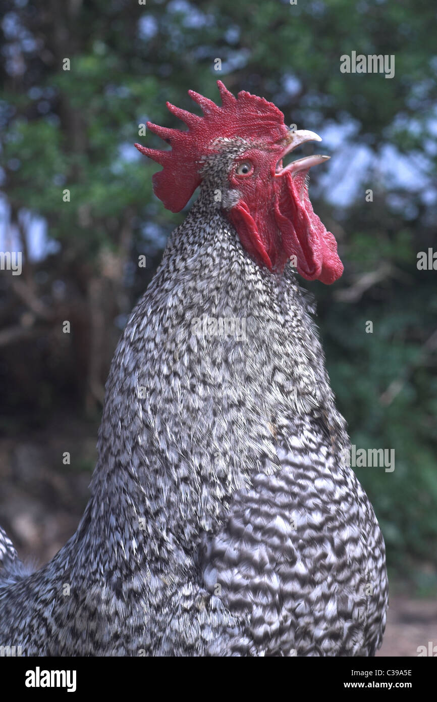 Chicken crowing hi-res stock photography and images - Alamy