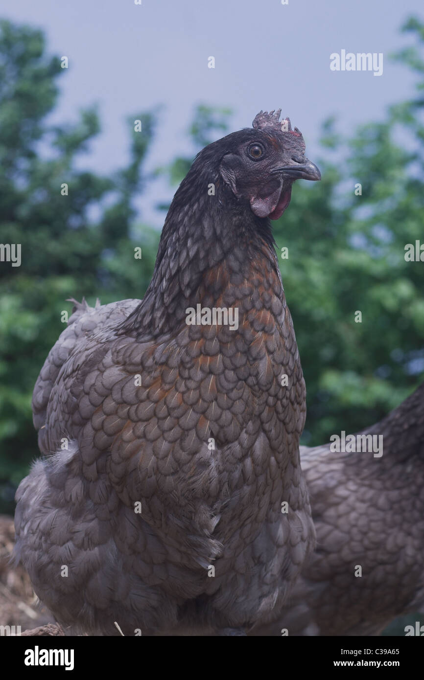 Chicken fowl hi-res stock photography and images - Alamy