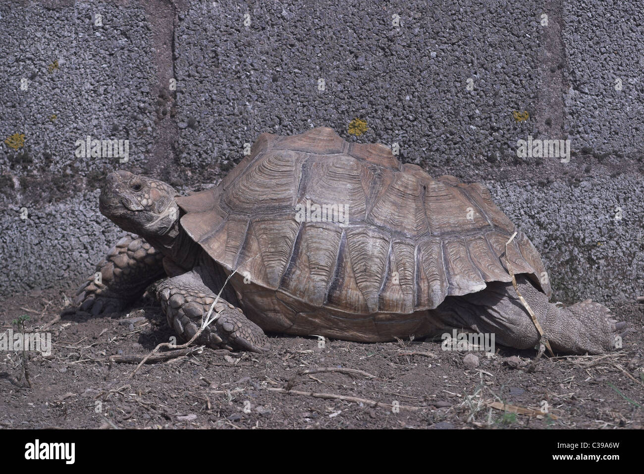 Captive reptile hi-res stock photography and images - Alamy