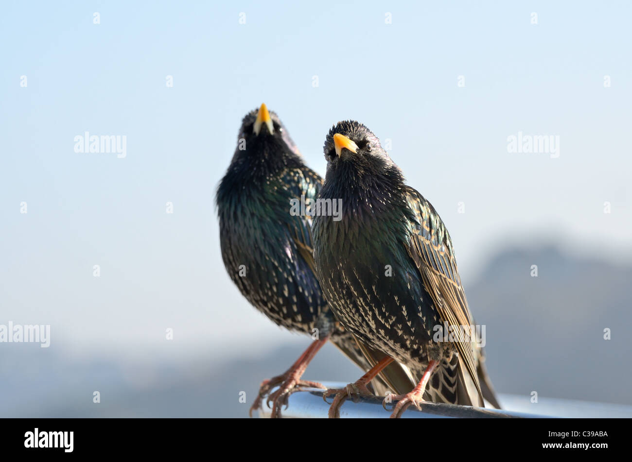 Cheeky starling hi-res stock photography and images - Alamy