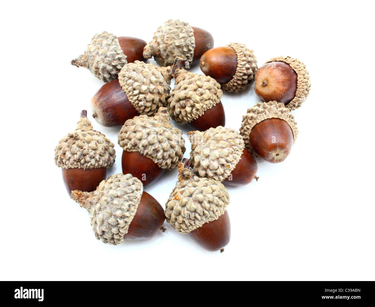 acorns on the white background Stock Photo - Alamy