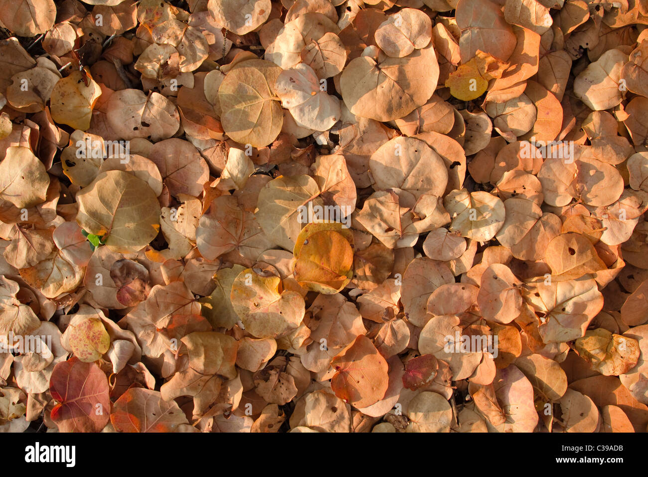 dry fallen sea grape leaves seagrape Stock Photo - Alamy