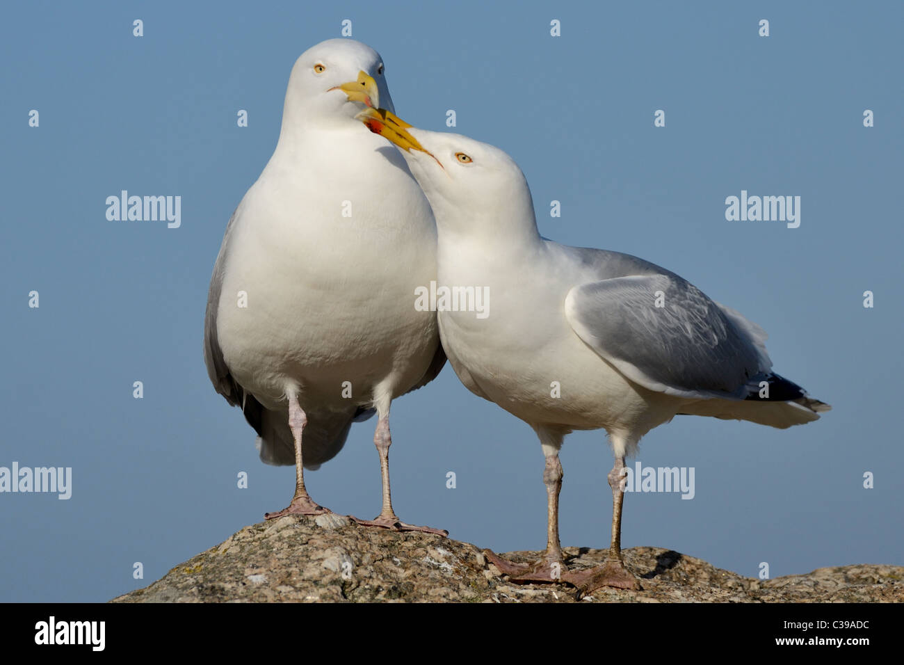 A Pair of seagulls (herring gulls) on the sea wall in St Ives, Cornwall ...