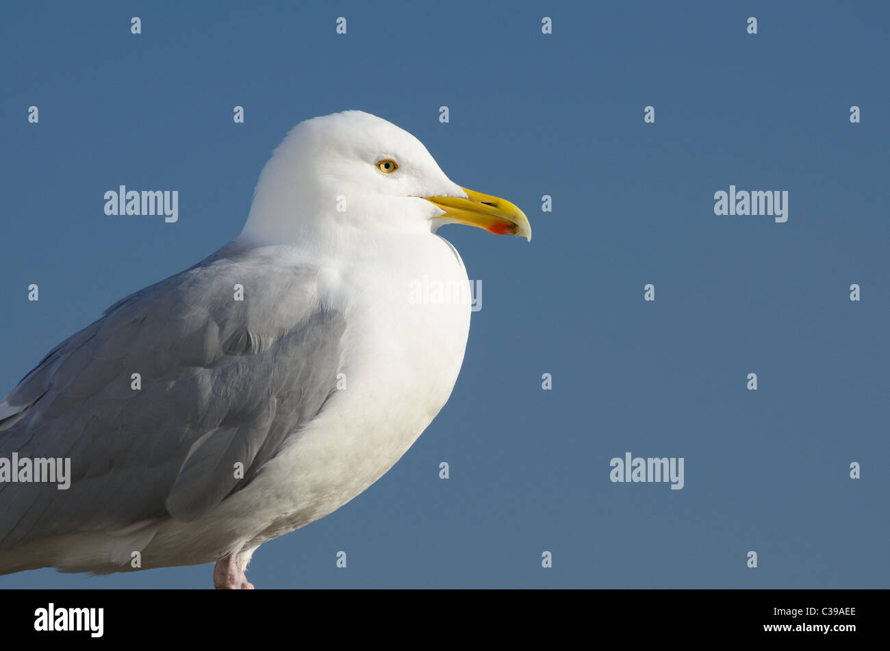 Maligned bird hi-res stock photography and images - Alamy