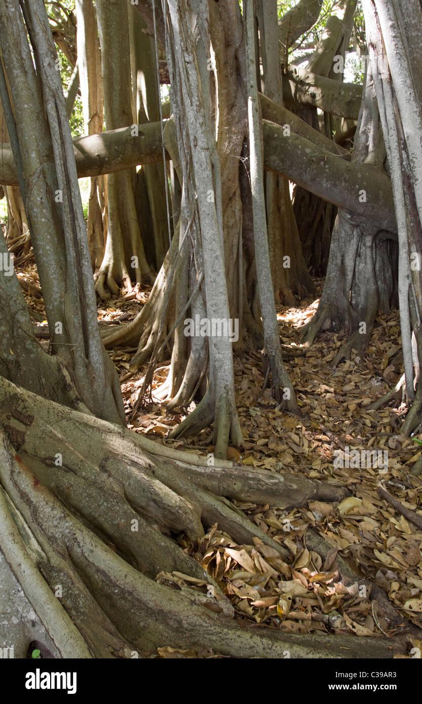 Lofty fig tree trunk Stock Photo - Alamy