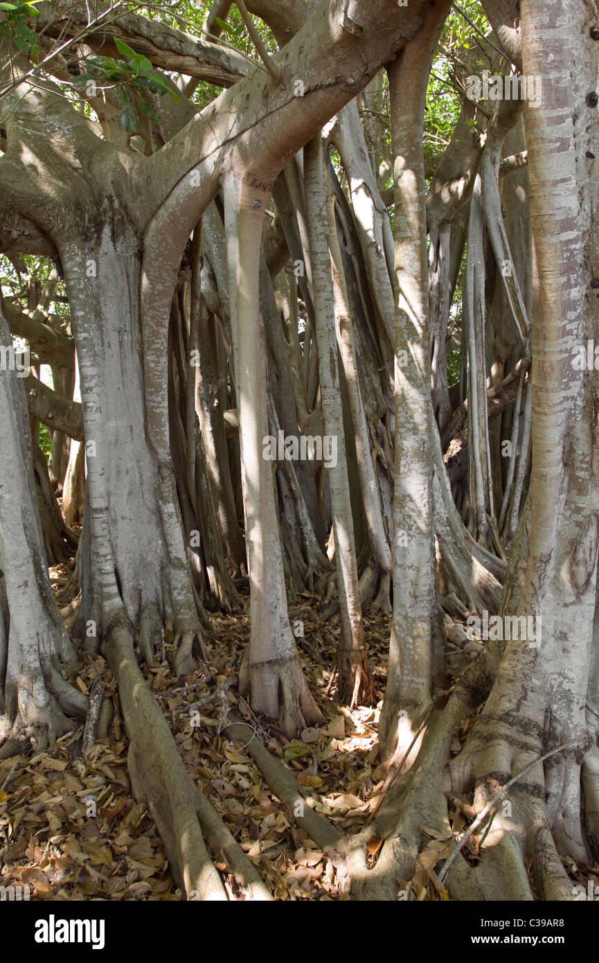 Fig Tree Fruit High Resolution Stock Photography and Images - Alamy
