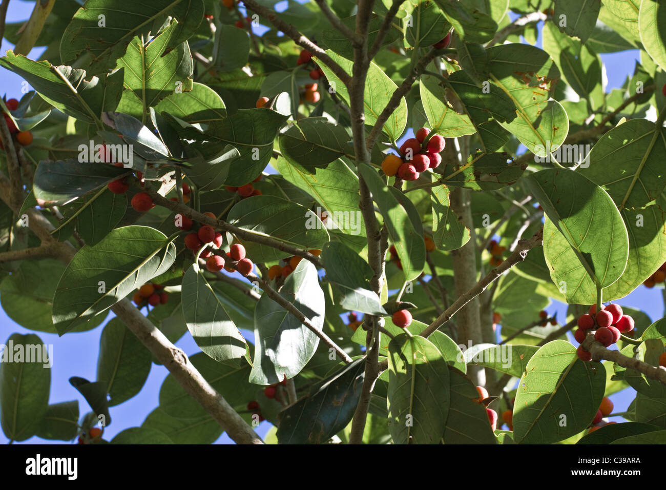 Fig tree leaves hi-res stock photography and images - Alamy