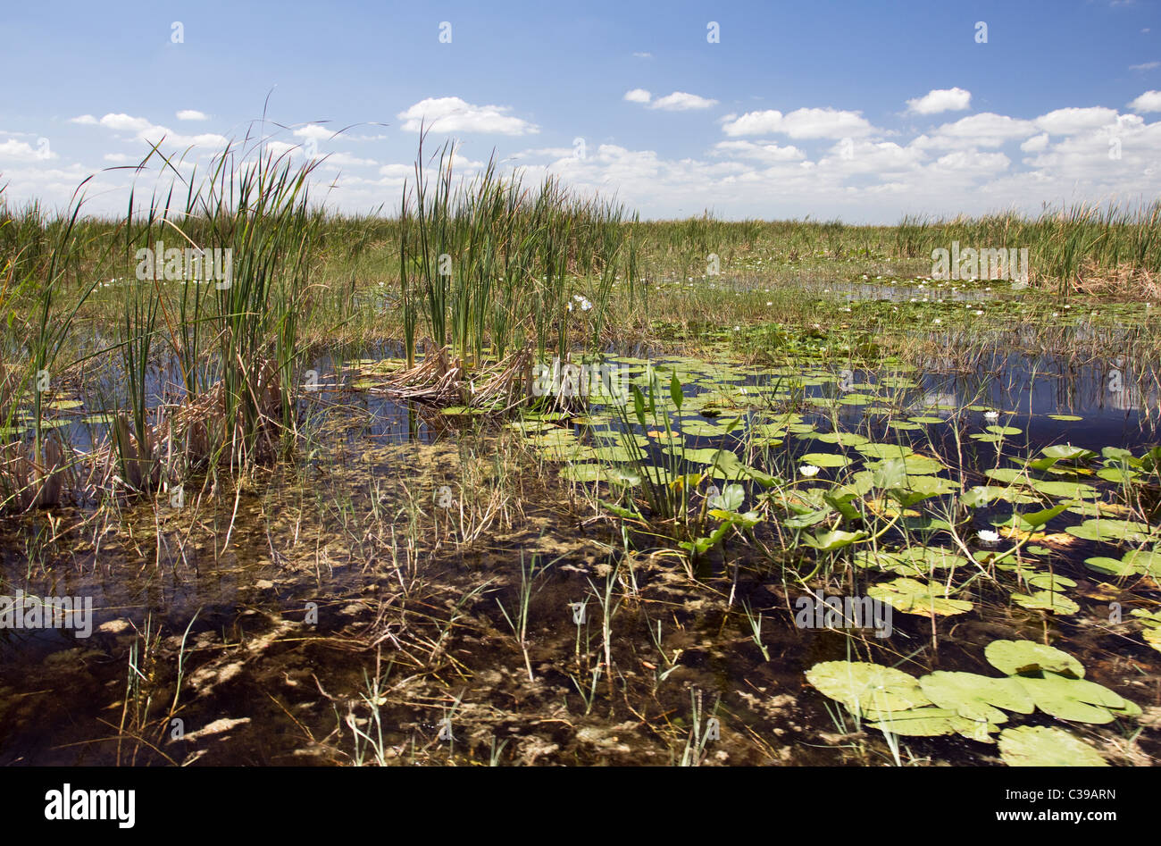 Florida Vegetation High Resolution Stock Photography and Images - Alamy