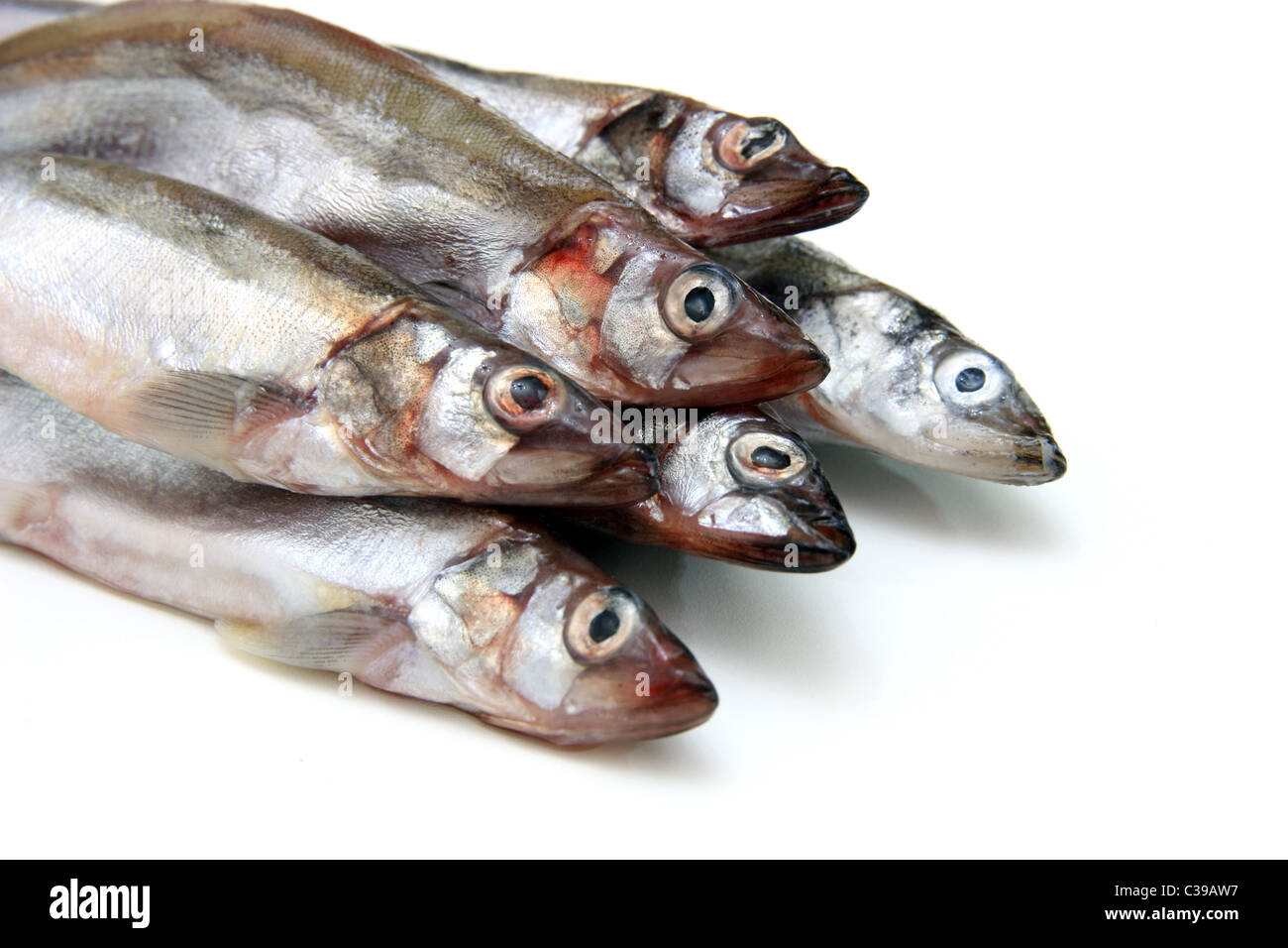 Capelin fish isolated on the white background Stock Photo - Alamy