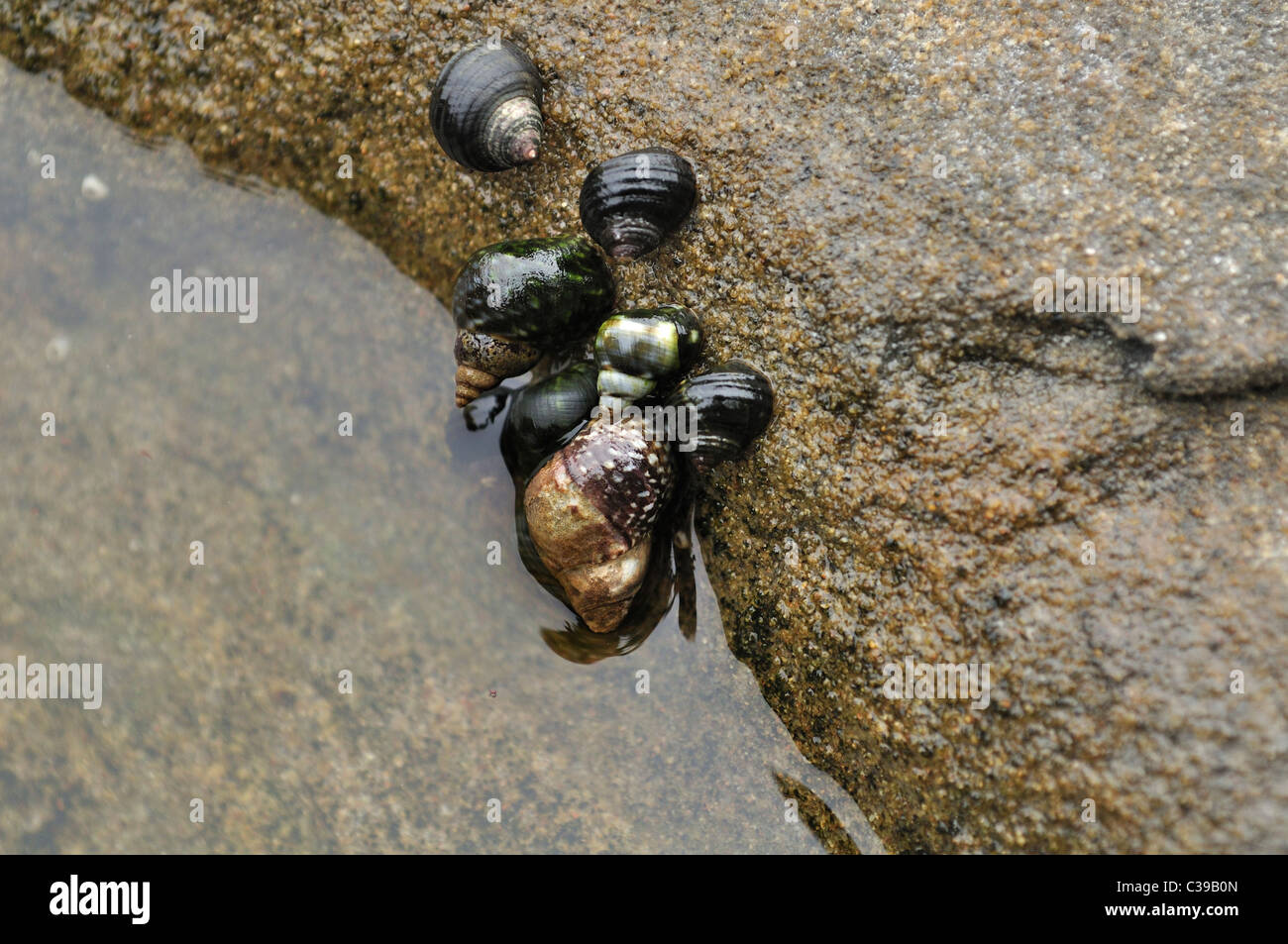 Sea snail in tidal pool hi-res stock photography and images - Alamy