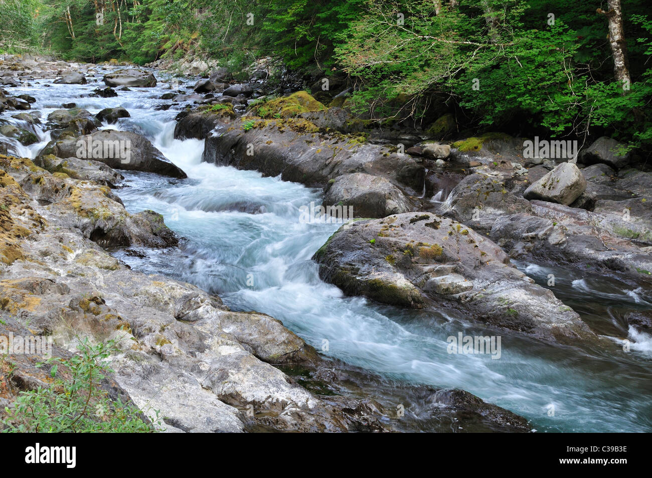 Stream running through Olympic national park, Washington Stock Photo ...