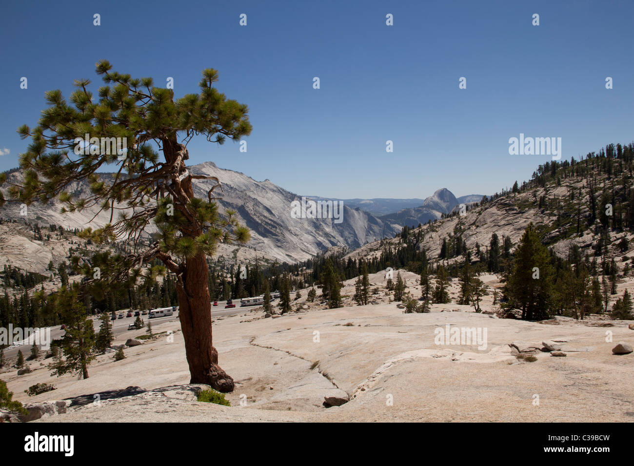 Jeffrey pine tree hi-res stock photography and images - Alamy