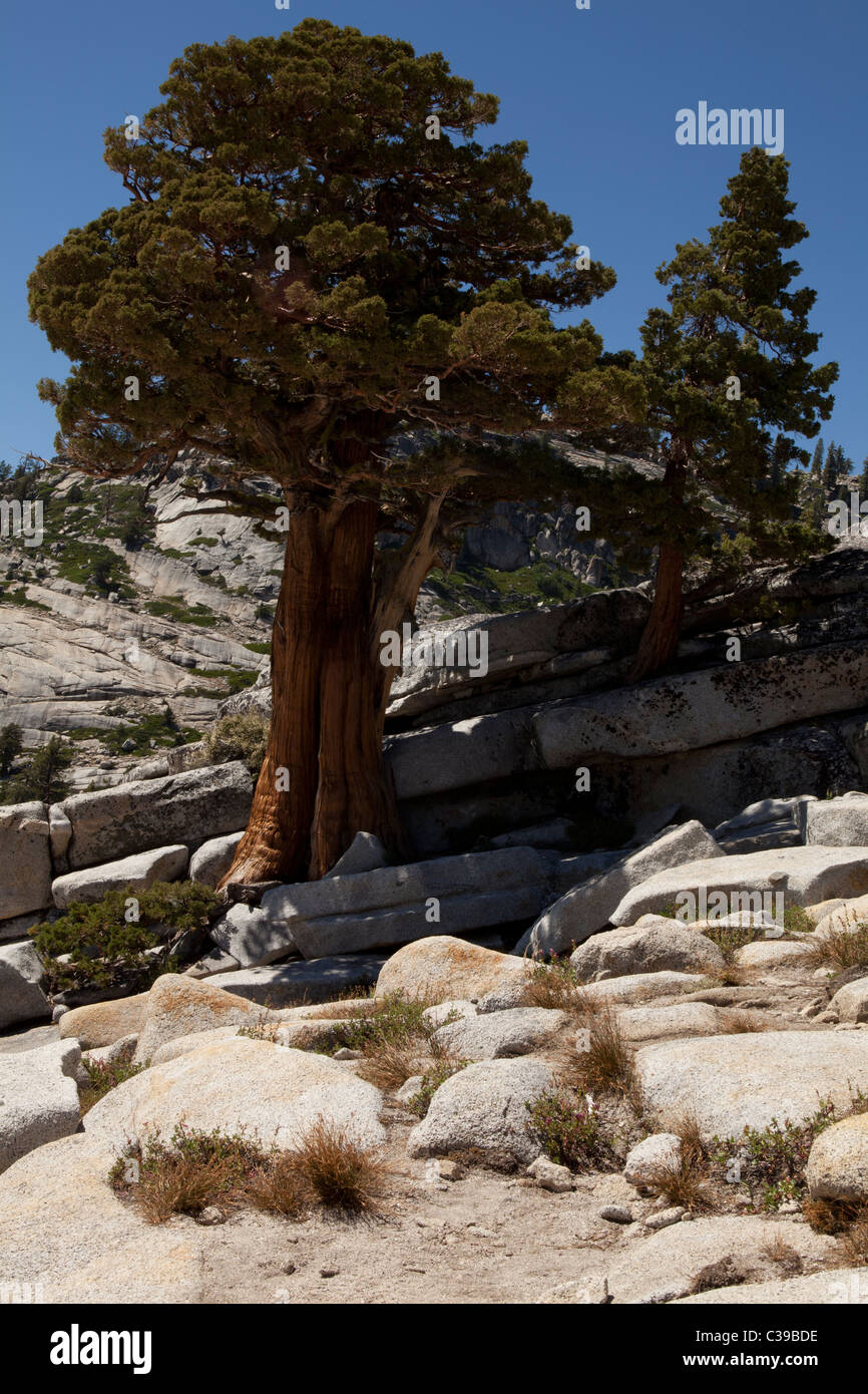 Jeffrey Pine atop Olmsted Point, along the Tioga Pass Road in Yosemite ...
