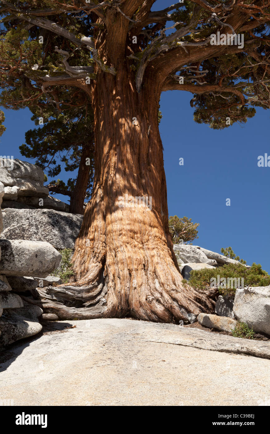 Lone Jeffrey Pine atop Olmsted Point, along the Tioga Pass Road in ...