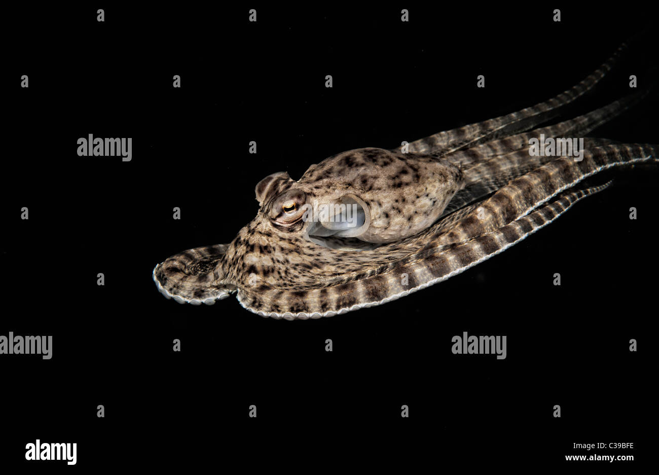 Mimic octopus hi-res stock photography and images - Alamy