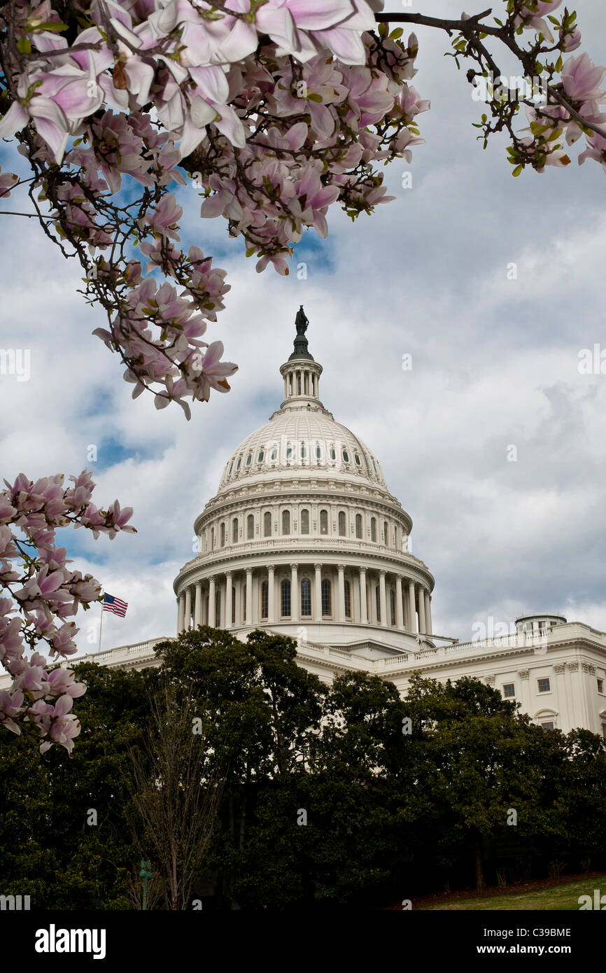 United States Capitol building framed by spring Magnolia blooms Stock ...