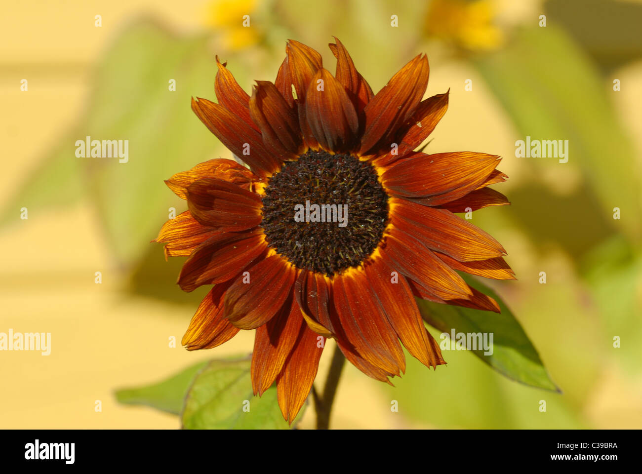 a sunflower with a tan Stock Photo - Alamy