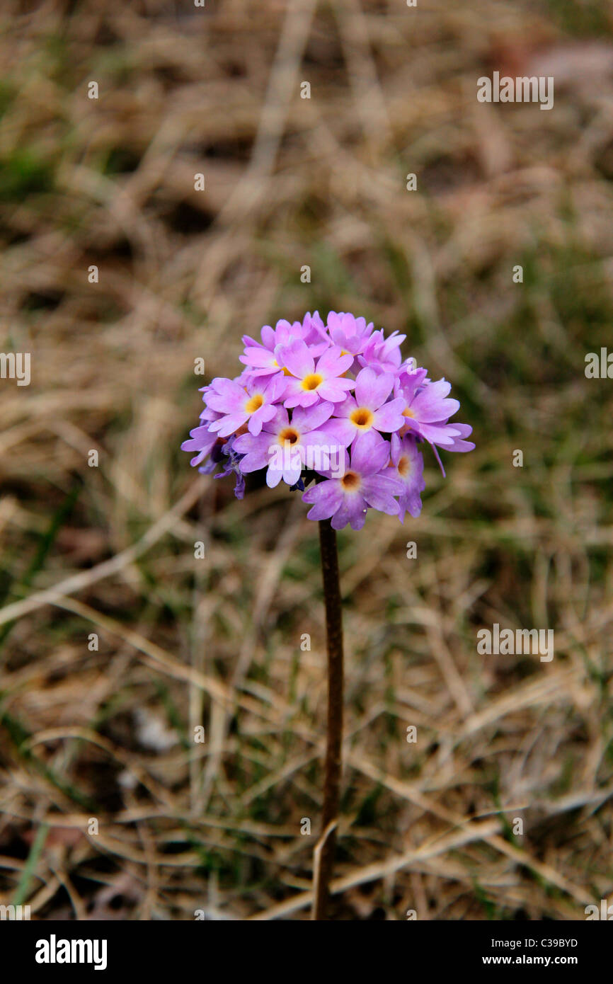 A bunch of small purple flowers Stock Photo - Alamy