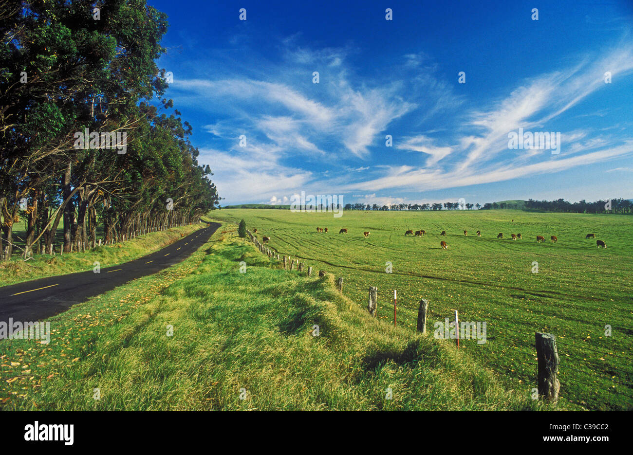 Saddle Road and Waikii Ranch pasture on the western slope of Mauna Kea ...