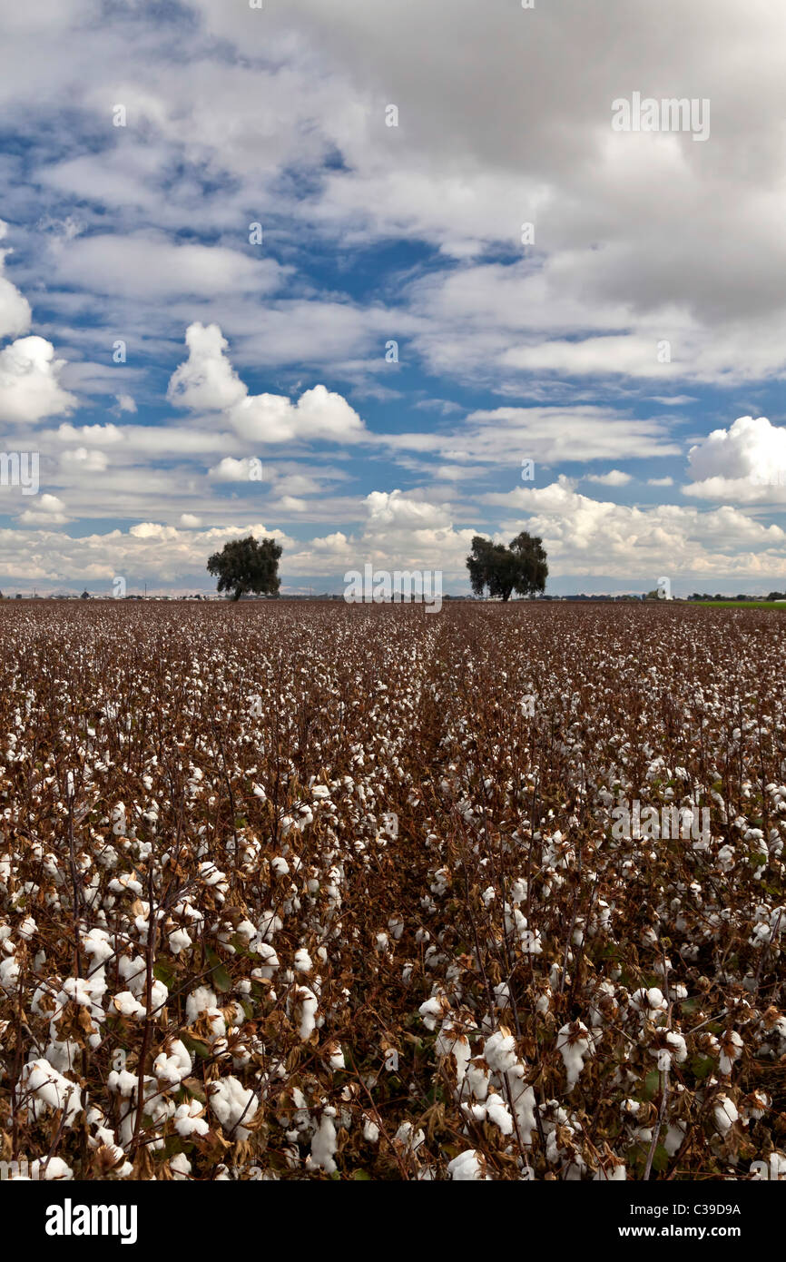 Cotton fields near Hilmar in Merced County, California Stock Photo - Alamy