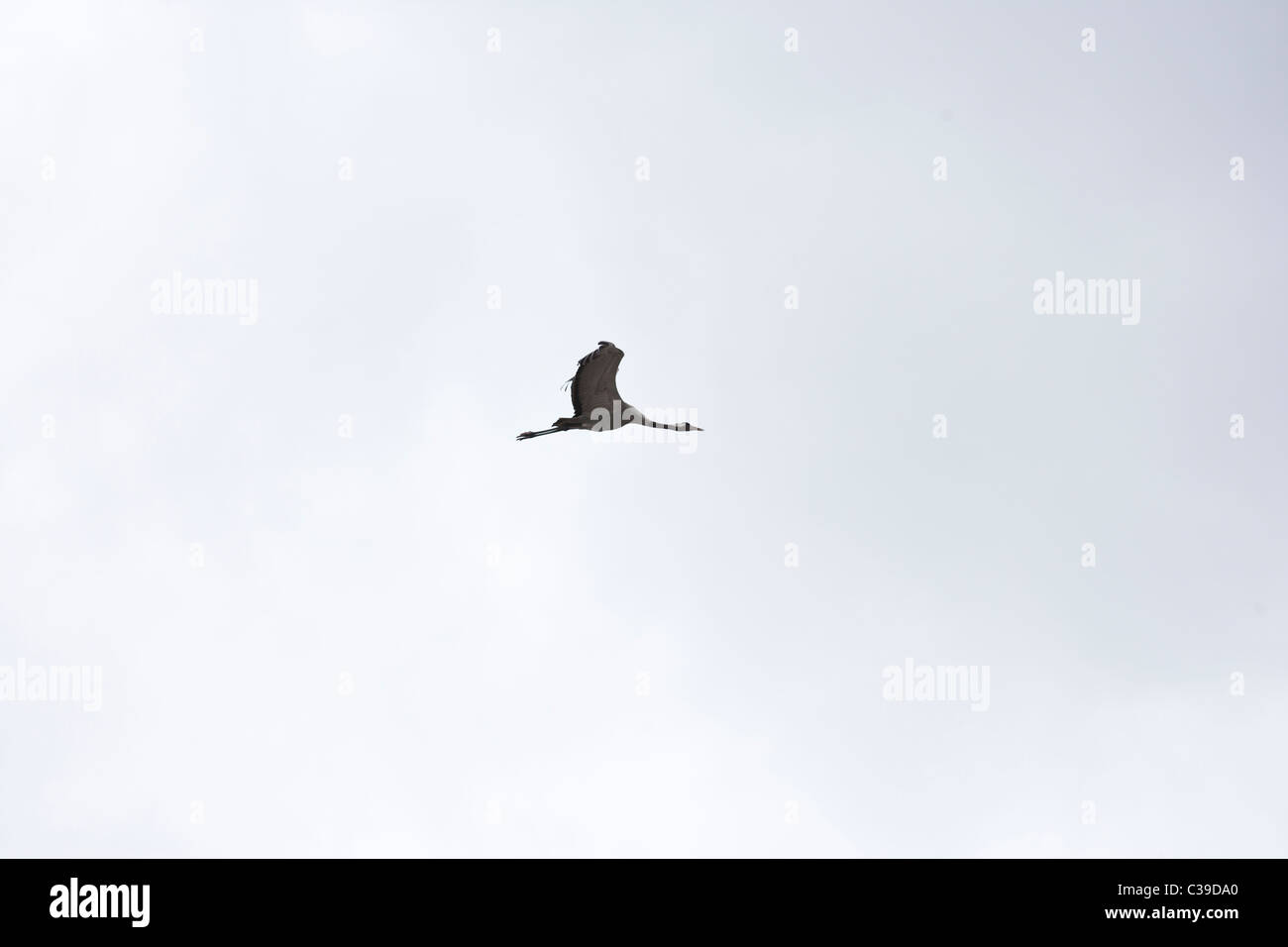 Flying crane europe hi-res stock photography and images - Alamy